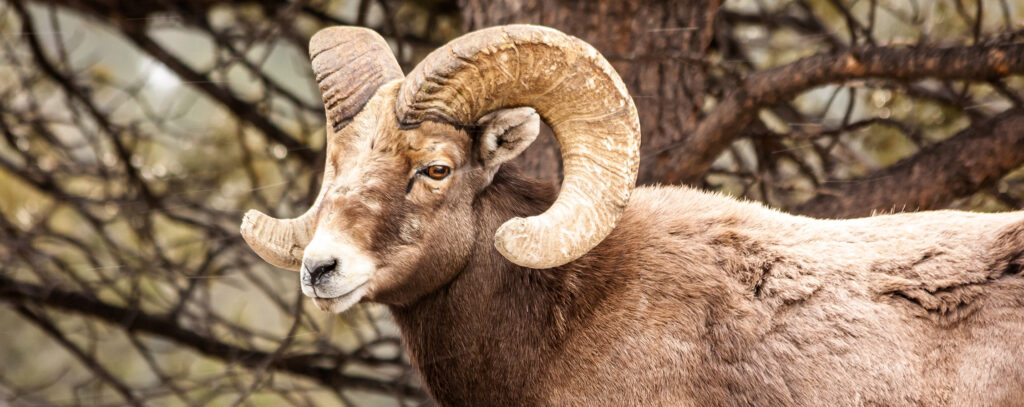 The Ultimate Guide to Alberta Bighorn Sheep Hunting | Summit Bighorns